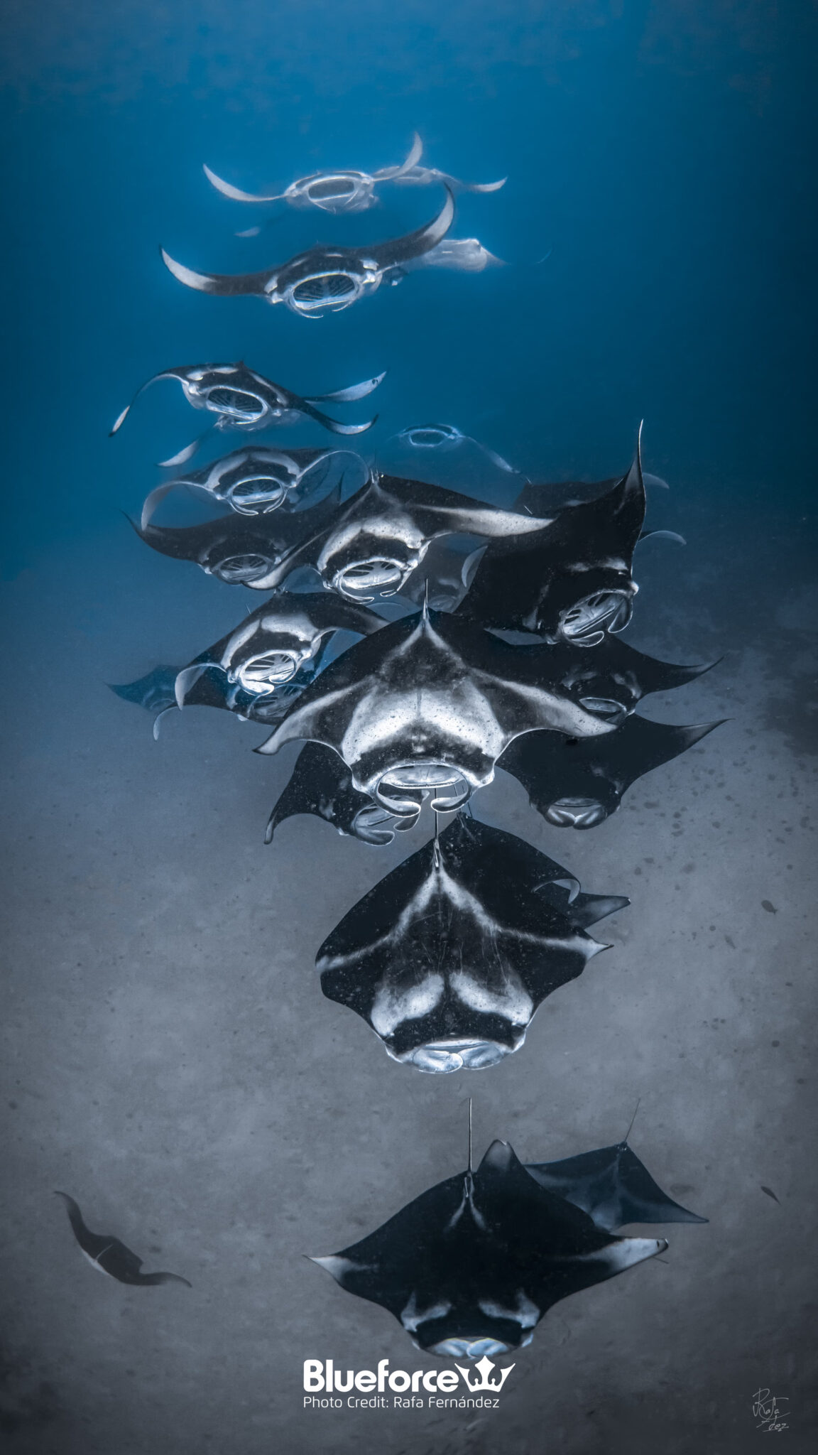 Dancing with Giants: Manta Ray Diving in Hanifaru Bay with Blue Force ...