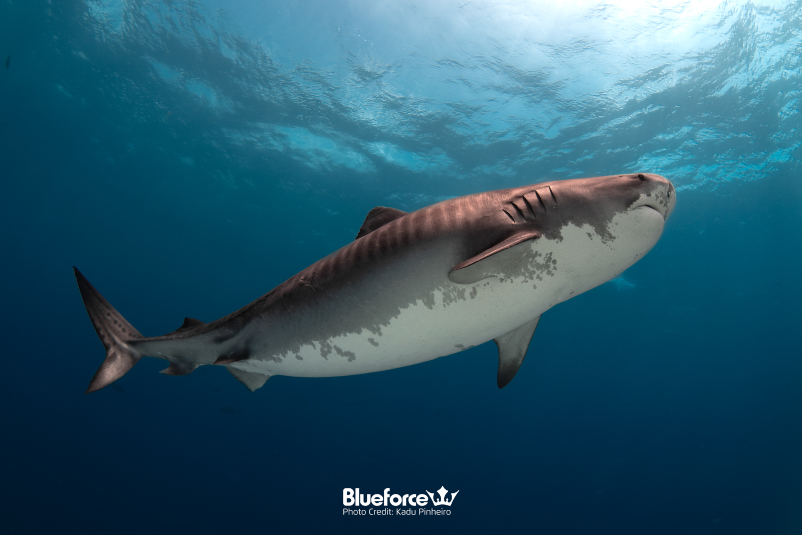 Diving with the Ocean’s Guardians: The Importance of Tiger Sharks in ...
