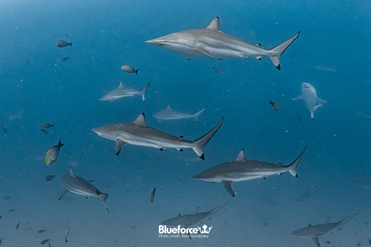 Sharks of the Central Atolls of the Maldives – Blog Blue Force Fleet